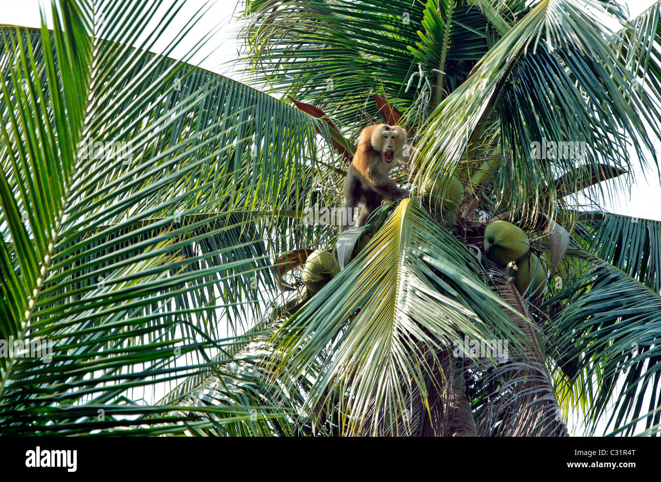 TRAINED MONKEY CLIMBING A COCONUT TREE TO PICK COCONUTS, BANG SAPHAN ...