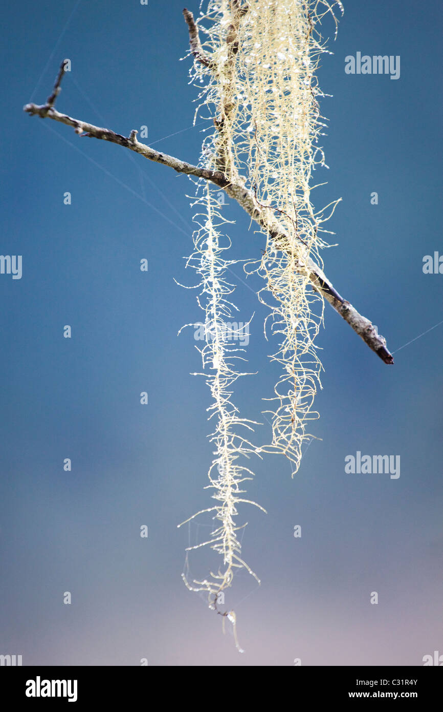 A small twig hangs suspended in the air, caught in a strand of lichen ...