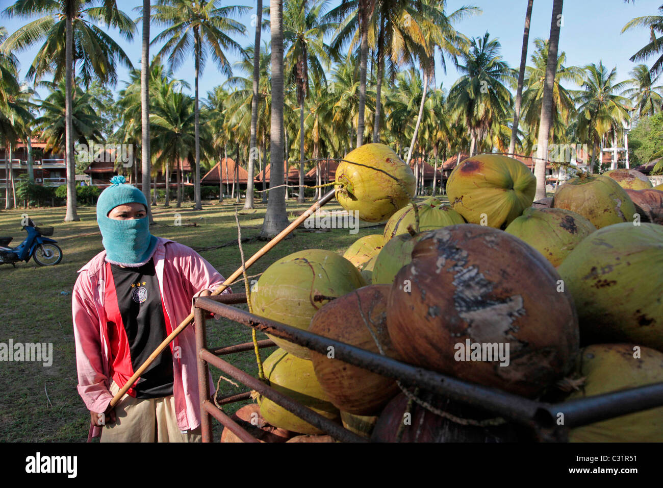 Load of coconuts hi-res stock photography and images - Alamy