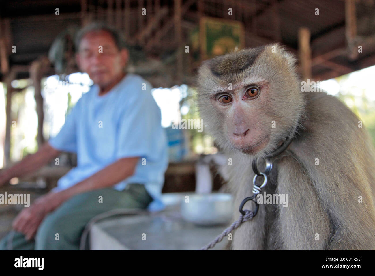 MONKEY TRAINED TO CLIMB THE COCONUT TREES AND GATHER COCONUTS, BANG ...