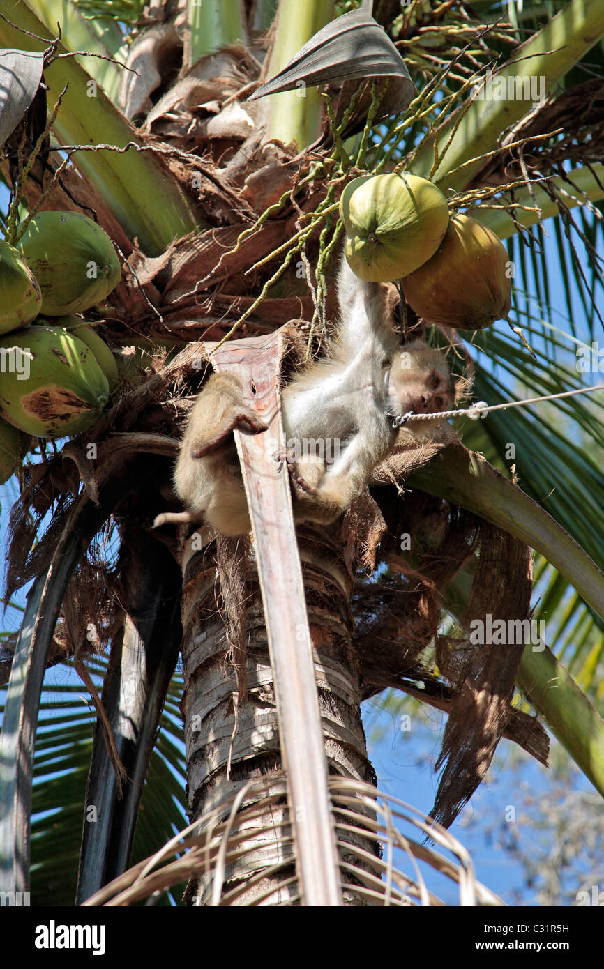TRAINED MONKEY CLIMBING A COCONUT TREE TO PICK COCONUTS, BANG SAPHAN ...