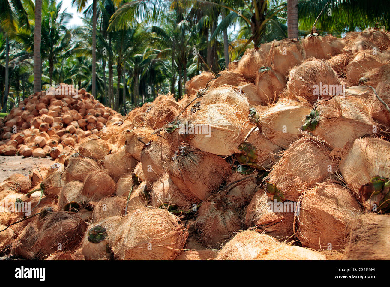 PILE OF PEELED COCONUTS ON A COCONUT TREE PLANTATION, BANG SAPHAN ...