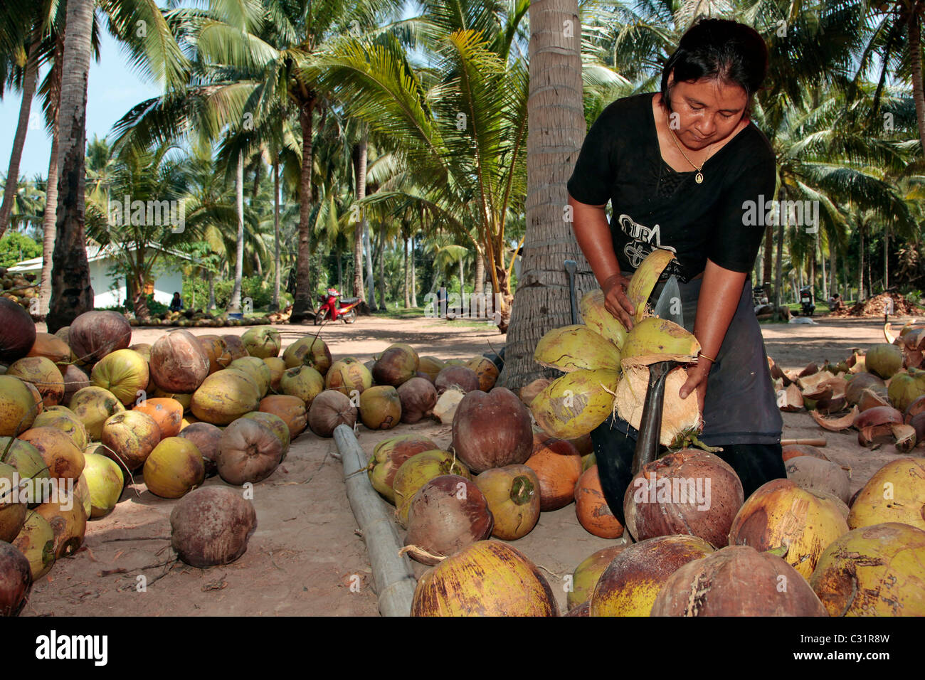 WOMAN PEELING COCONUTS ON A COCONUT TREE PLANTATION, BANG SAPHAN ...