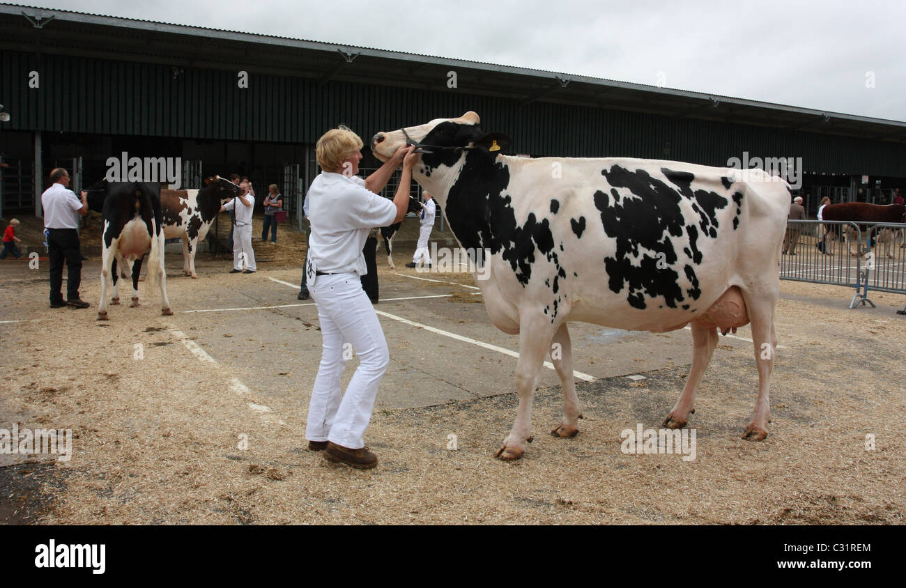 Prize cow hi-res stock photography and images - Alamy