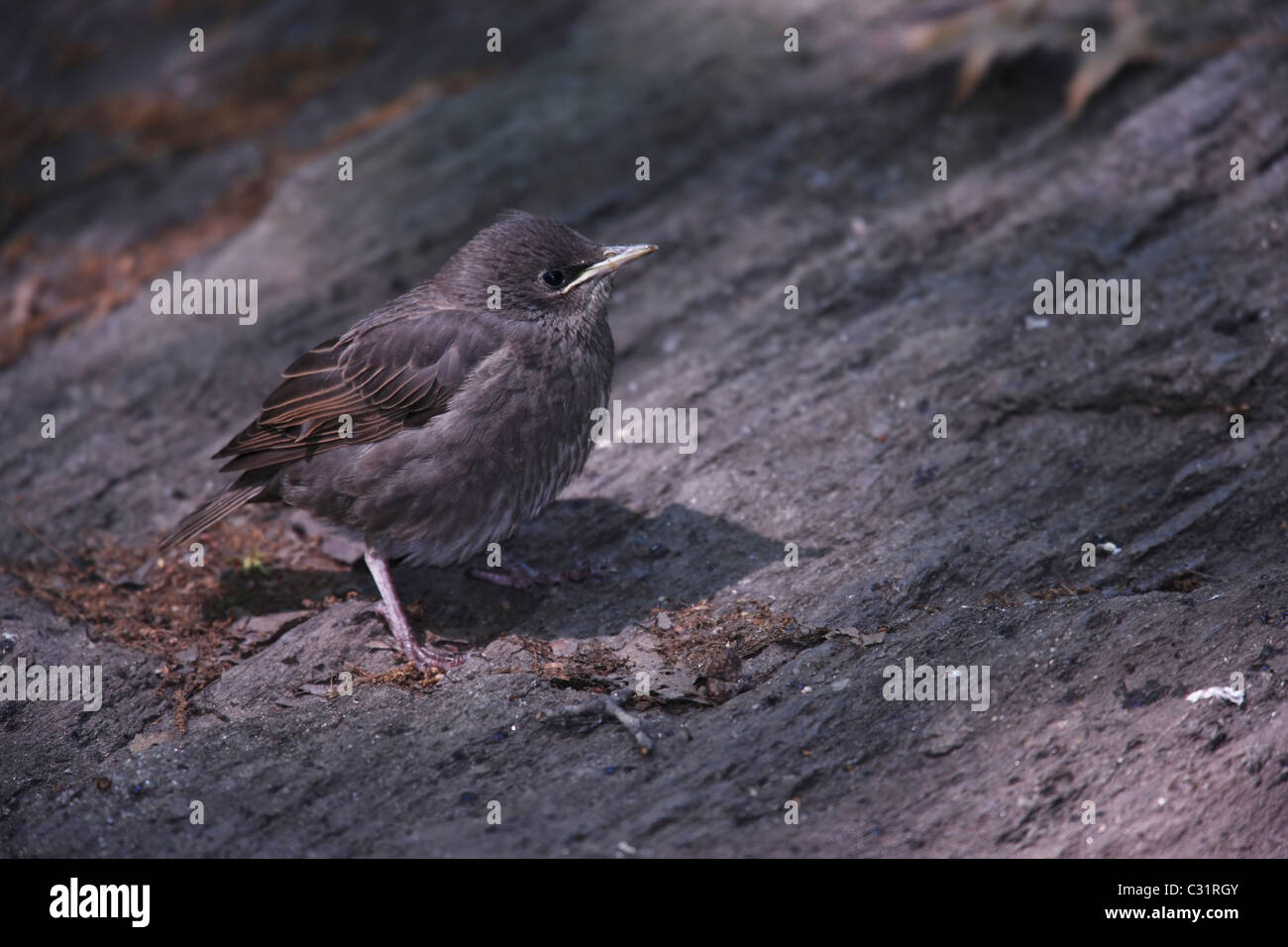 Baby starling hi-res stock photography and images - Alamy