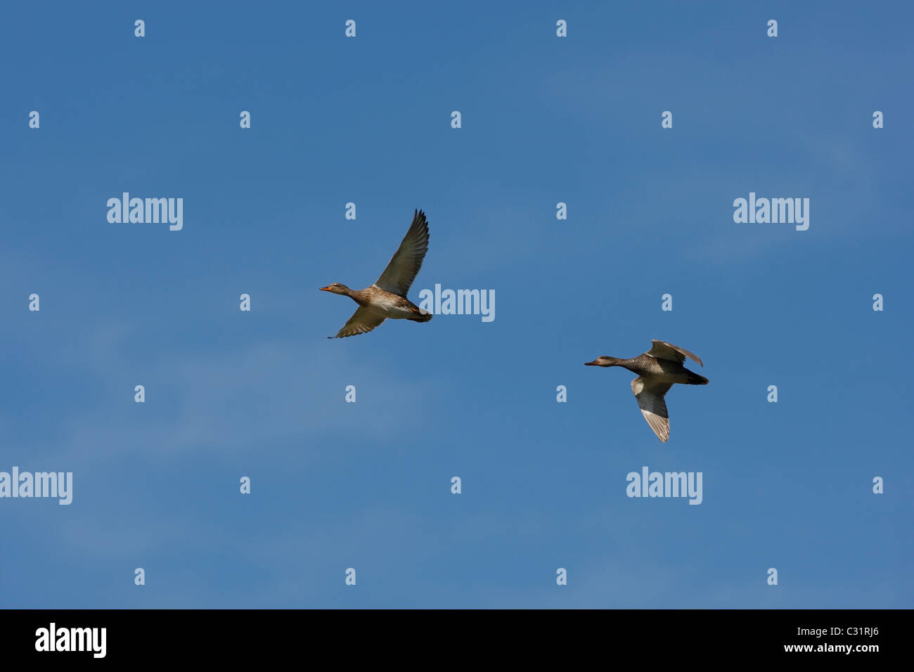 Gadwall (Anas strepera strepera), Common subspecies, male and female in ...
