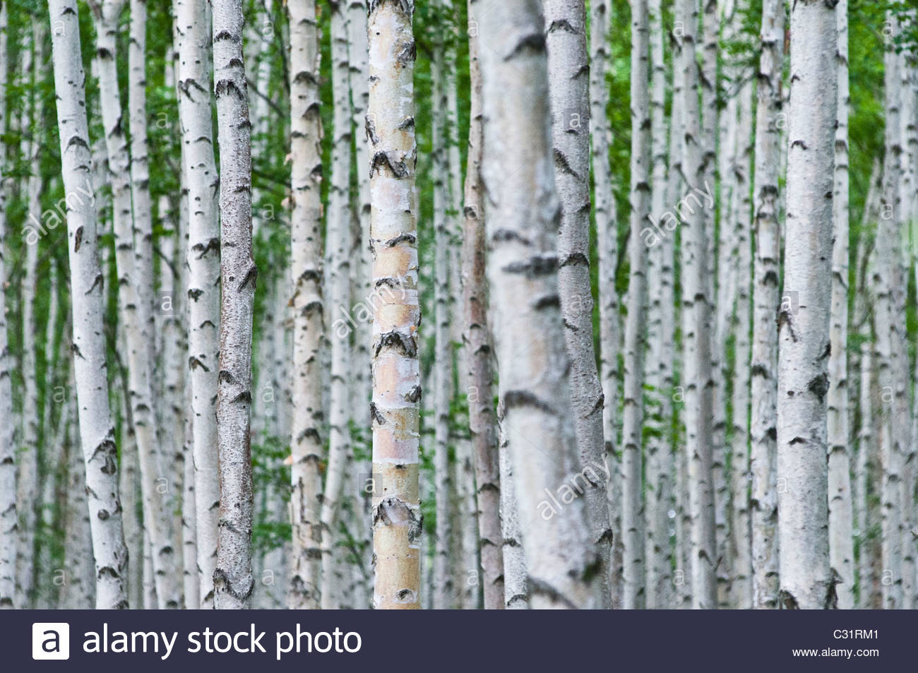 Image Birch High Resolution Stock Photography and Images - Alamy