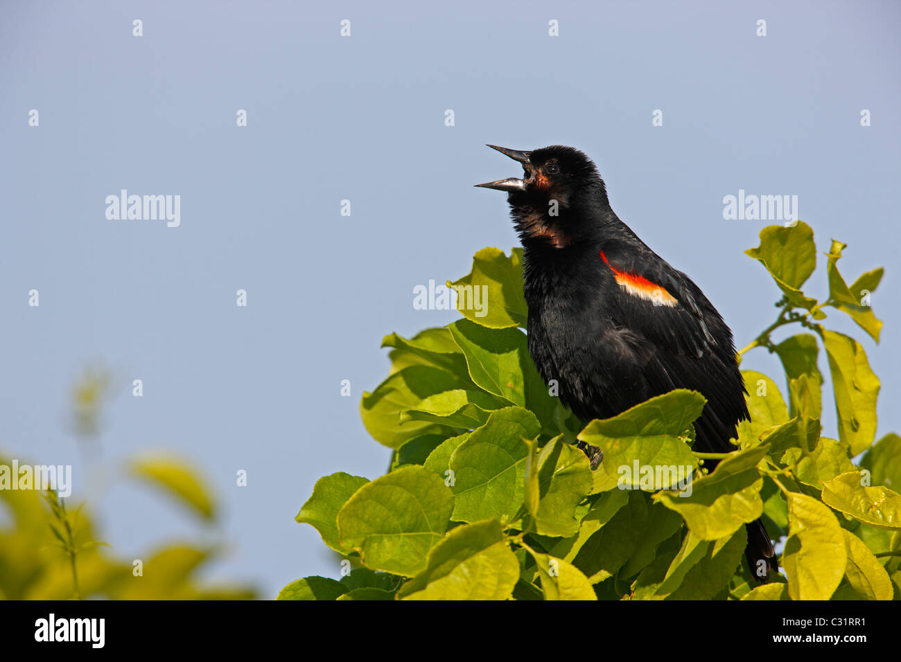 Red-winged Blackbird (Agelaius phoeniceus phoeniceus), Red-winged ...
