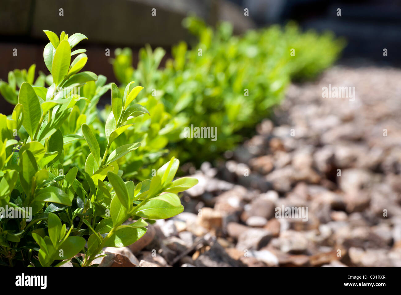 Plant box hedge hi-res stock photography and images - Alamy