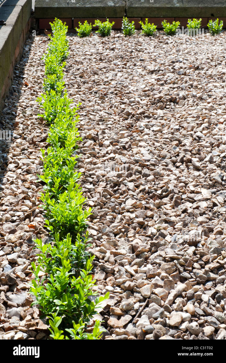 Young newly planted box hedge plants in rows on gravel path Stock Photo ...