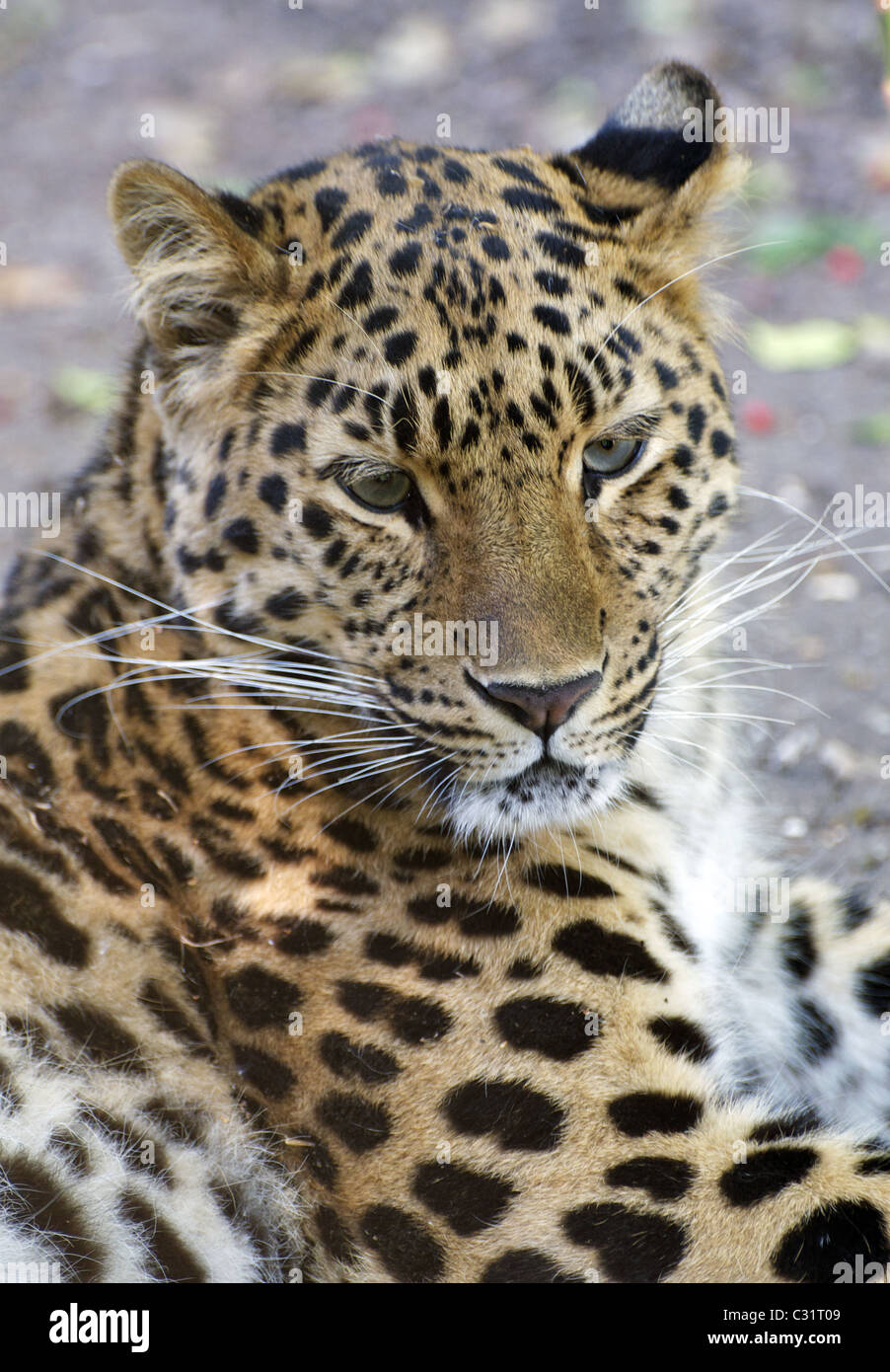 Female Amur leopard looking towards camera Stock Photo - Alamy