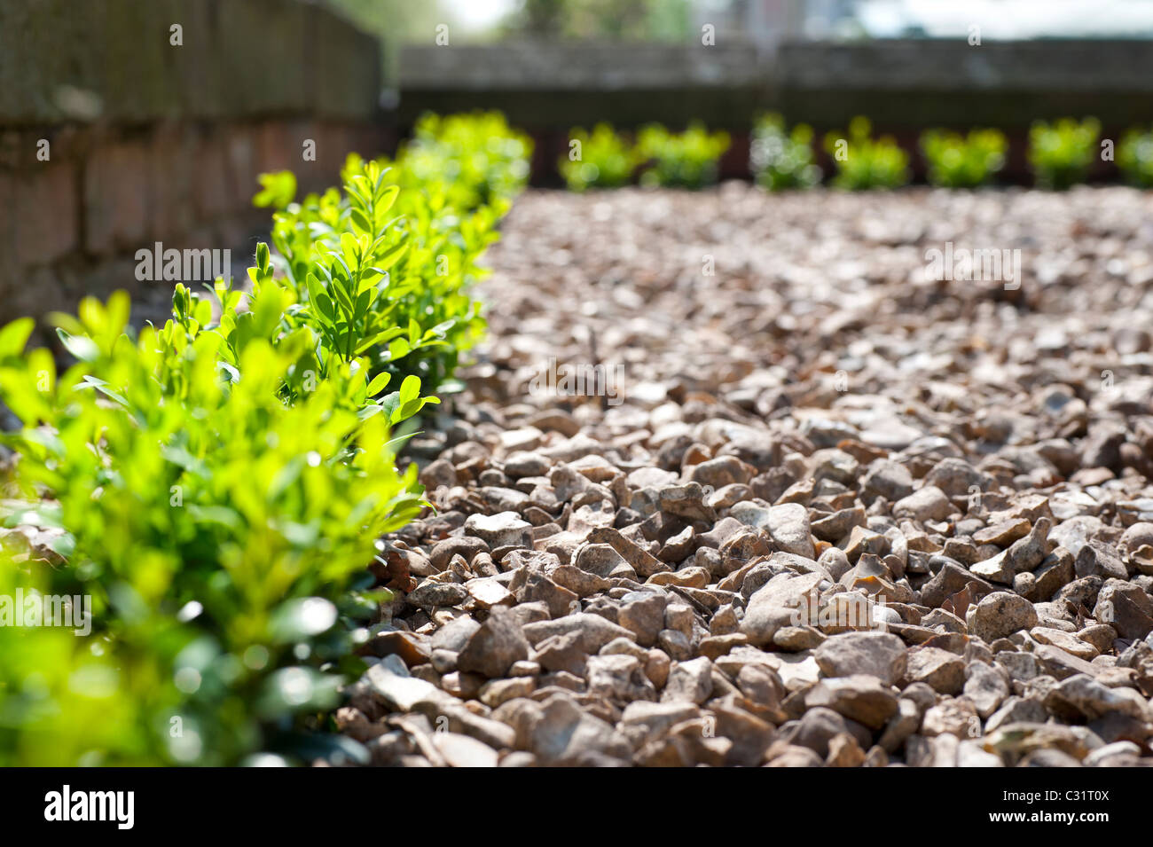 Box hedge gravel path hi-res stock photography and images - Alamy