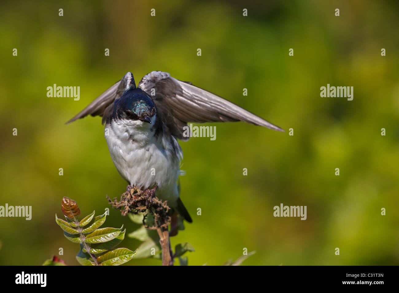 Tree Swallow (Tachycineta bicolor), male stretching wings Stock Photo ...