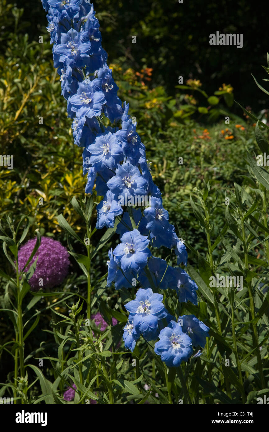 towering delphinium blue flower Stock Photo - Alamy