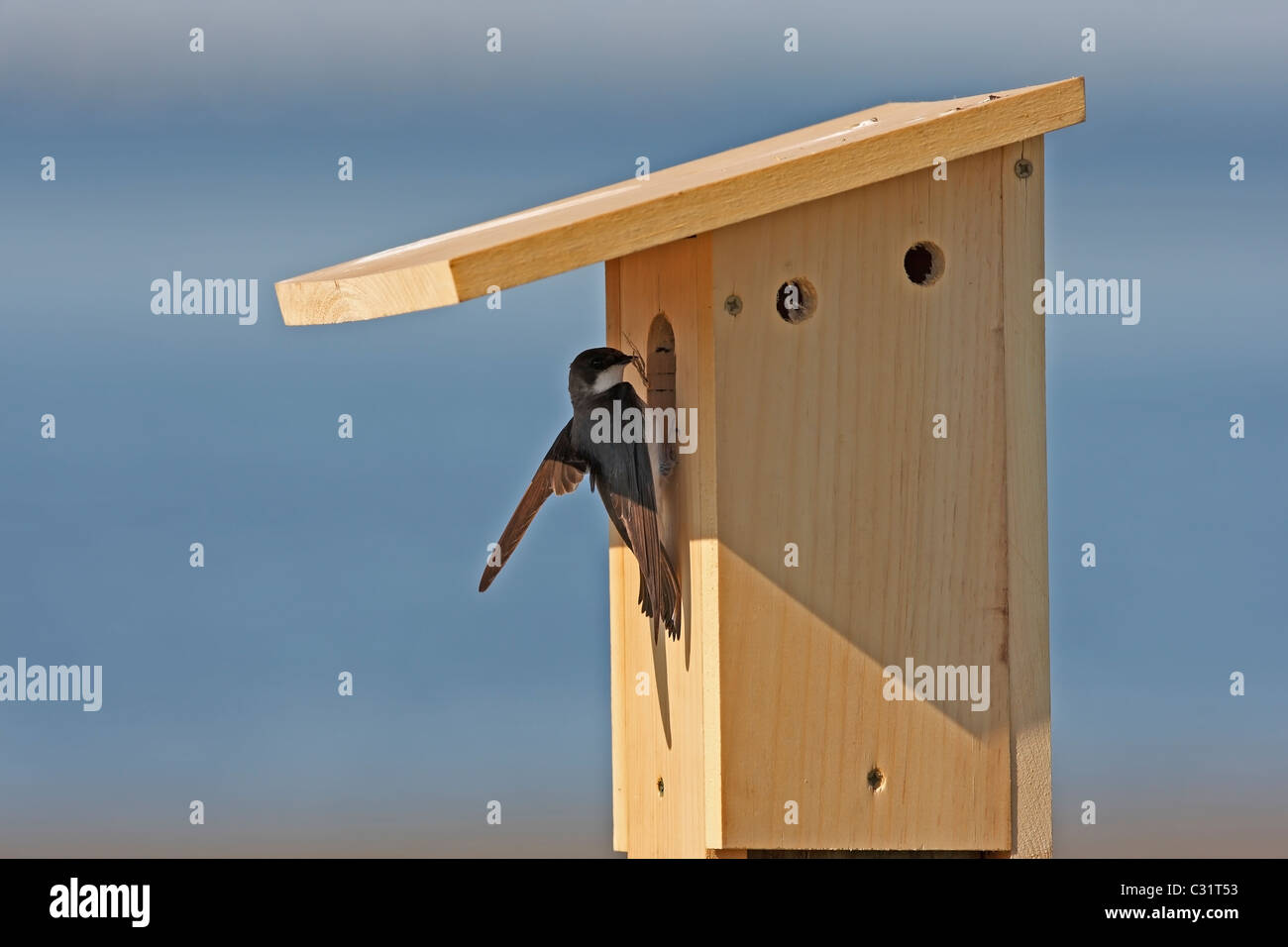 Tree Swallow (Tachycineta bicolor), female bringing nesting material to ...