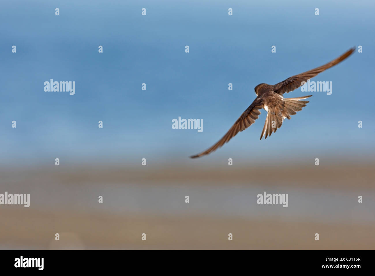 Female tree swallow hi-res stock photography and images - Alamy