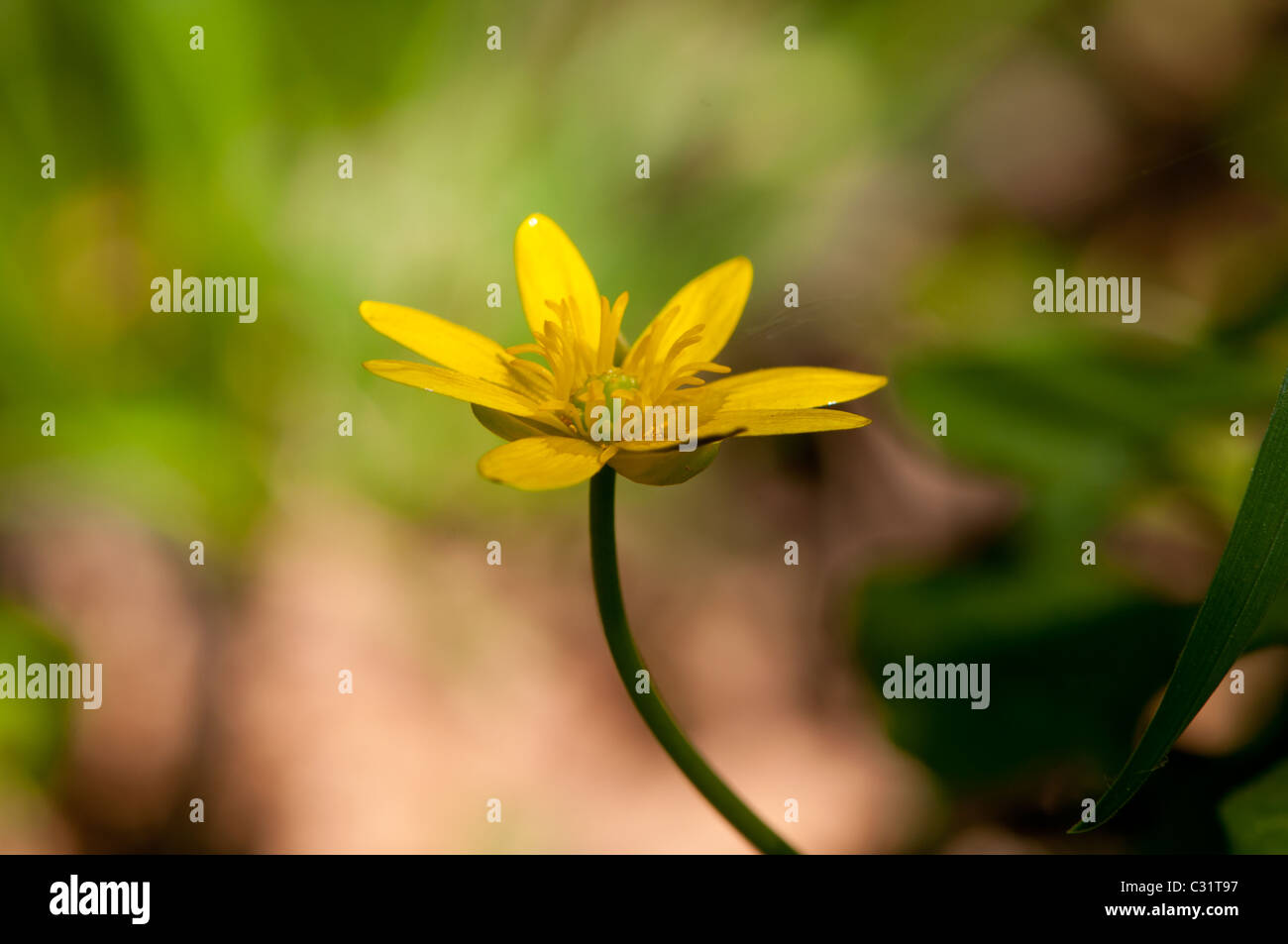 Single flower of Lesser Celandine , Ranunculus Ficaria Stock Photo - Alamy