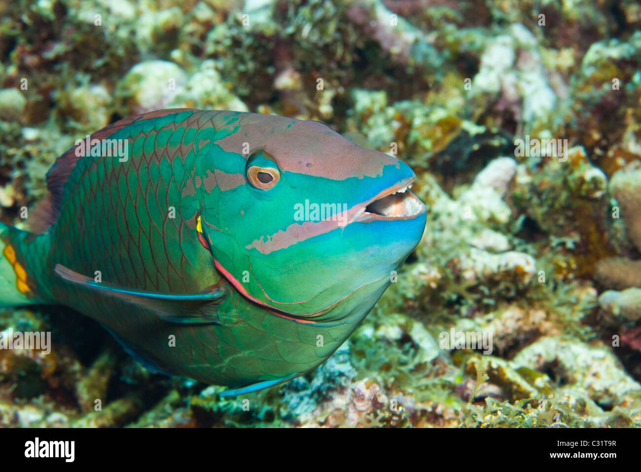 Parrotfish underwater hi-res stock photography and images - Alamy