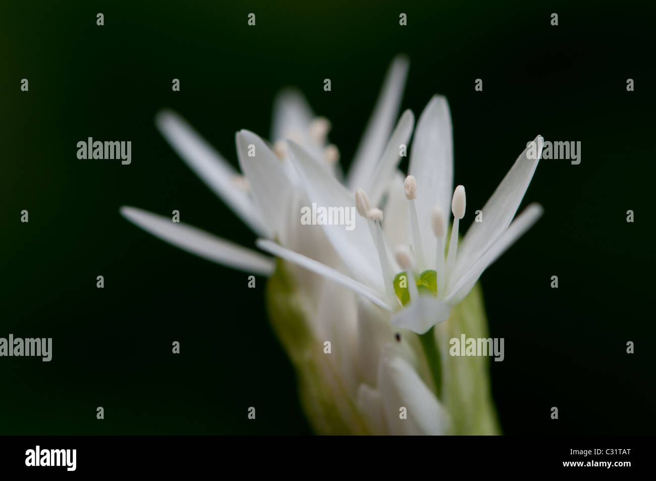 Allium Ursinum better known as Wild Garlic or Ramsons Stock Photo - Alamy
