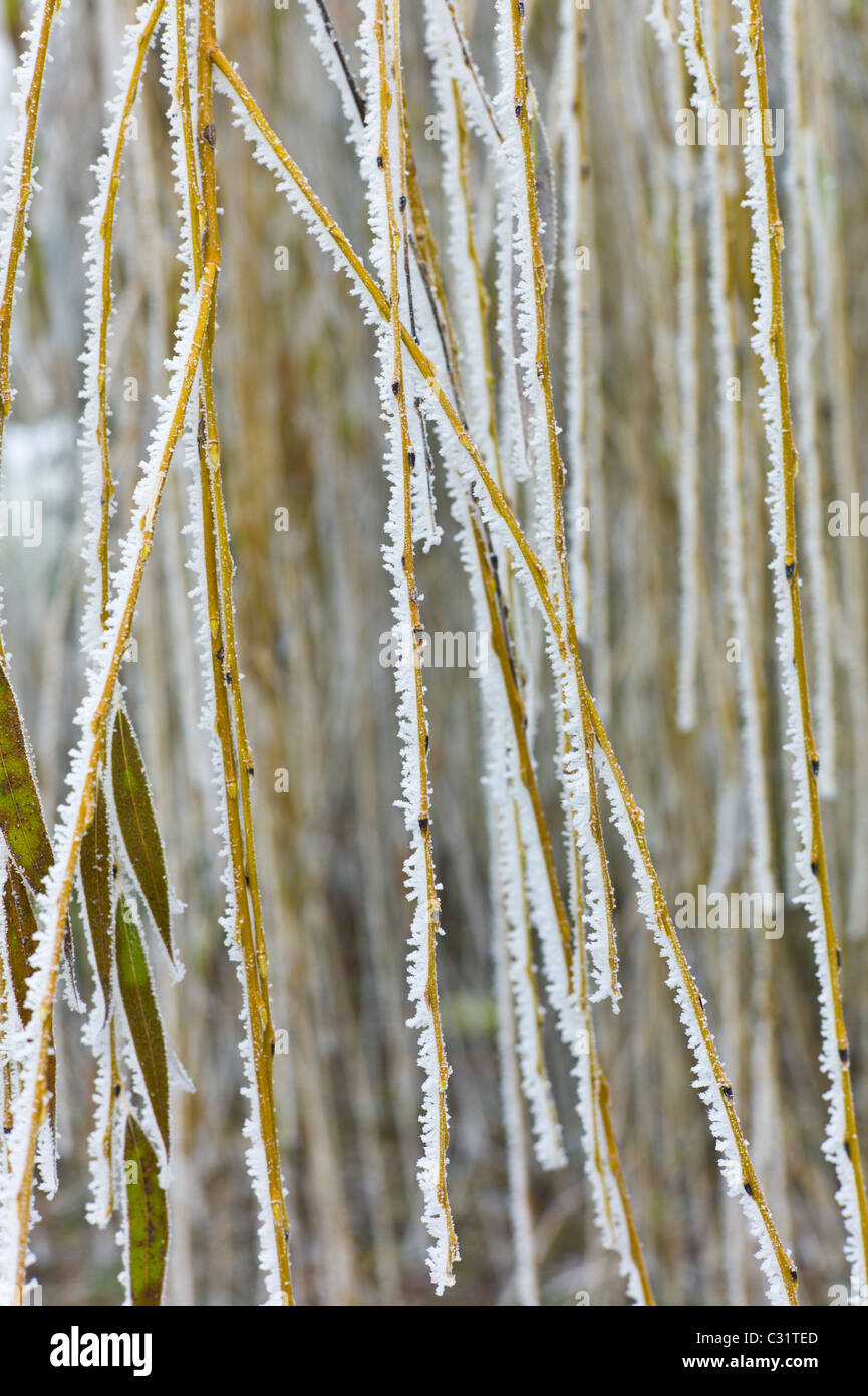 Frosty willow hi-res stock photography and images - Alamy