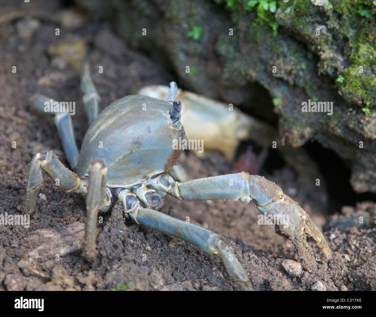 A Blue Land Crab (Cardisoma guanhumi) is poised to flee into its burrow ...