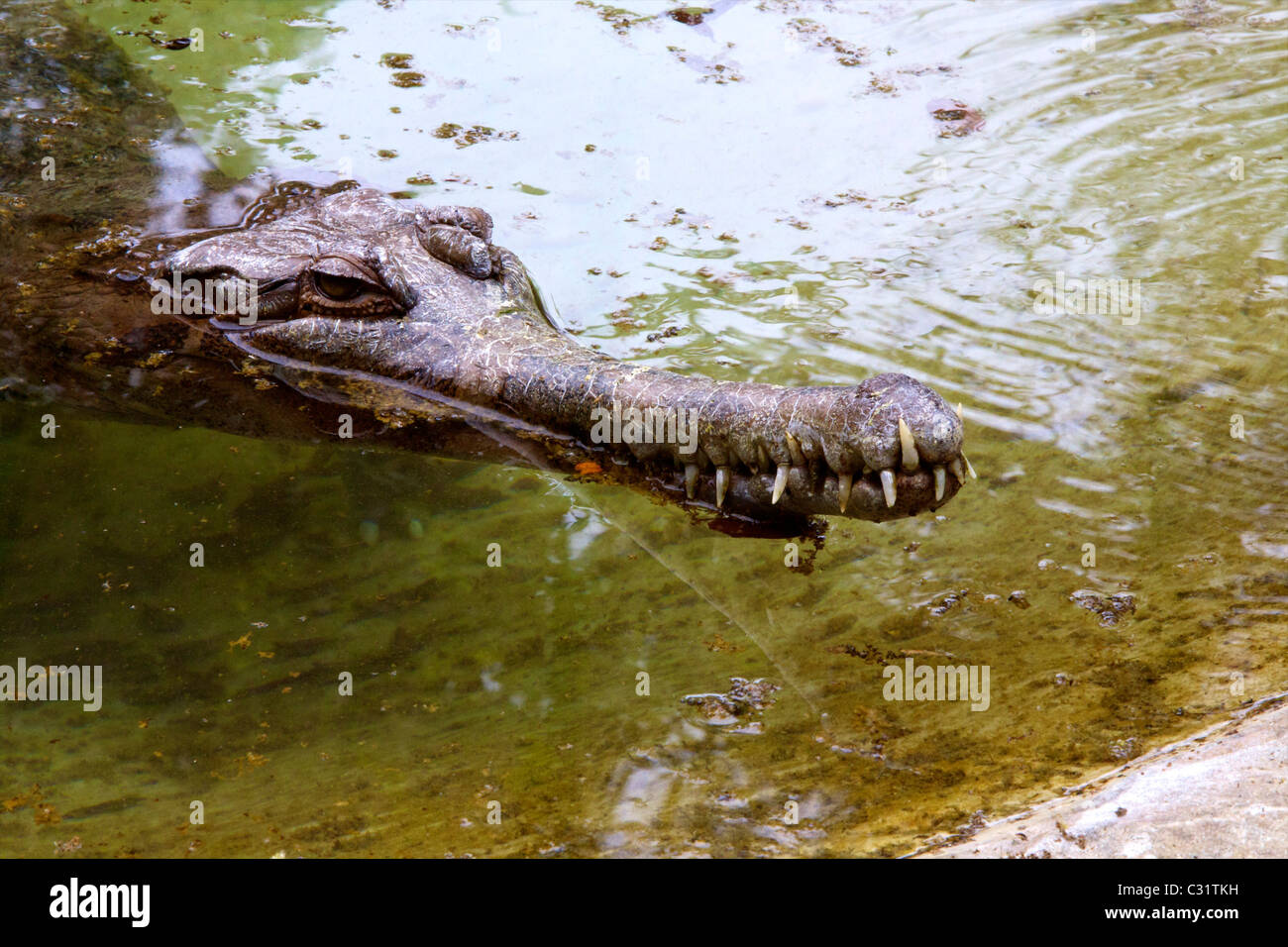 Falso tomistoma gavial schlegelii hi-res stock photography and images ...
