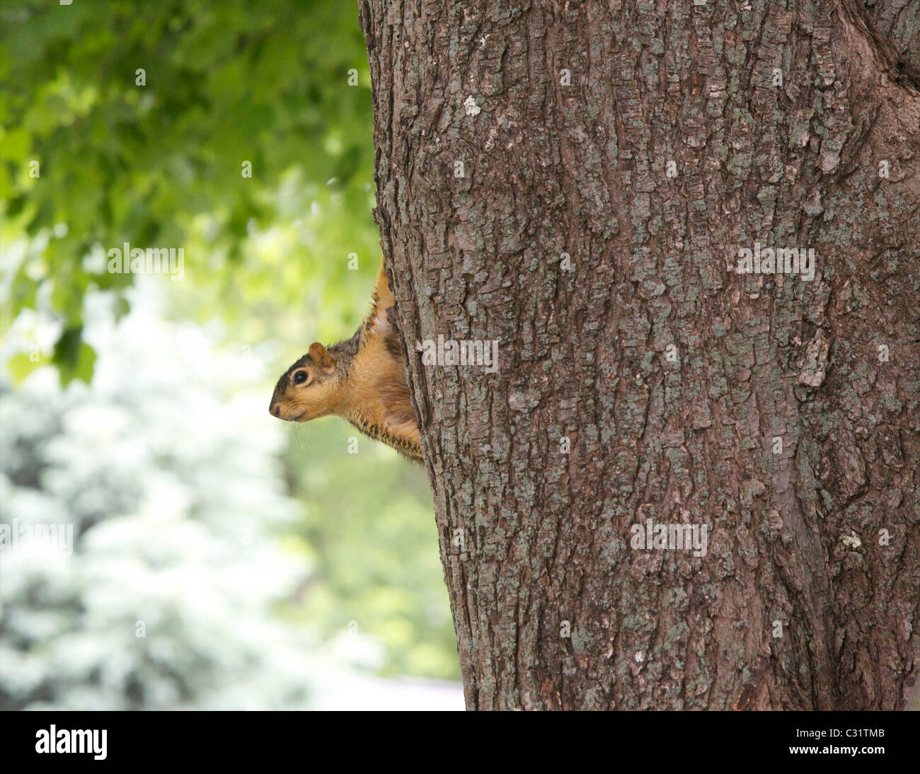 Fox Squirrel peeks around a tree Stock Photo - Alamy