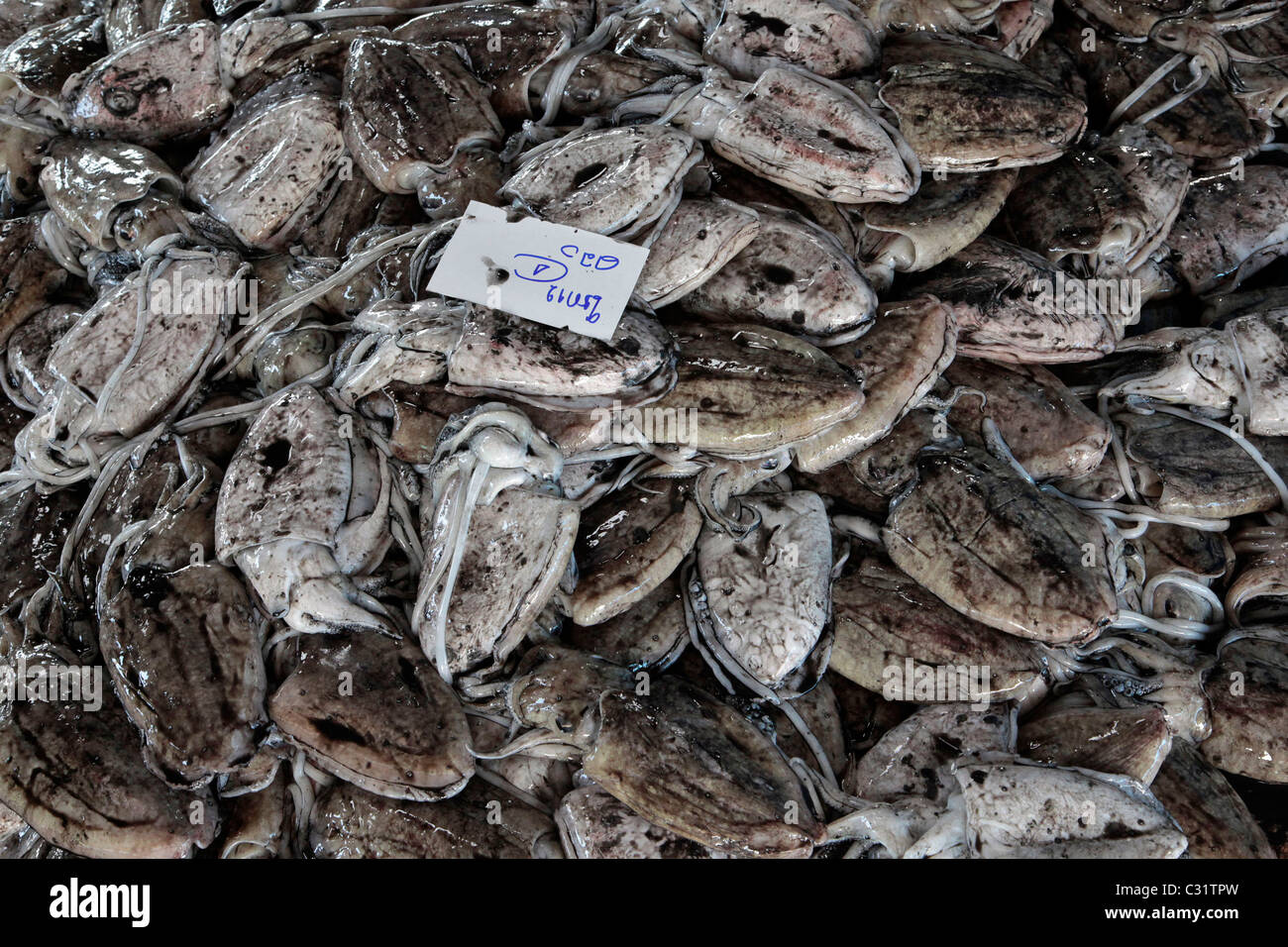 CUTTLEFISH FOR SALE AT THE FISH MARKET IN THE FISHING PORT OF RANONG ...