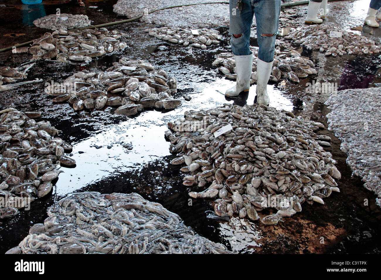 CUTTLEFISH AND OCTOPUS FOR SALE AT THE FISH MARKET IN THE FISHING PORT ...