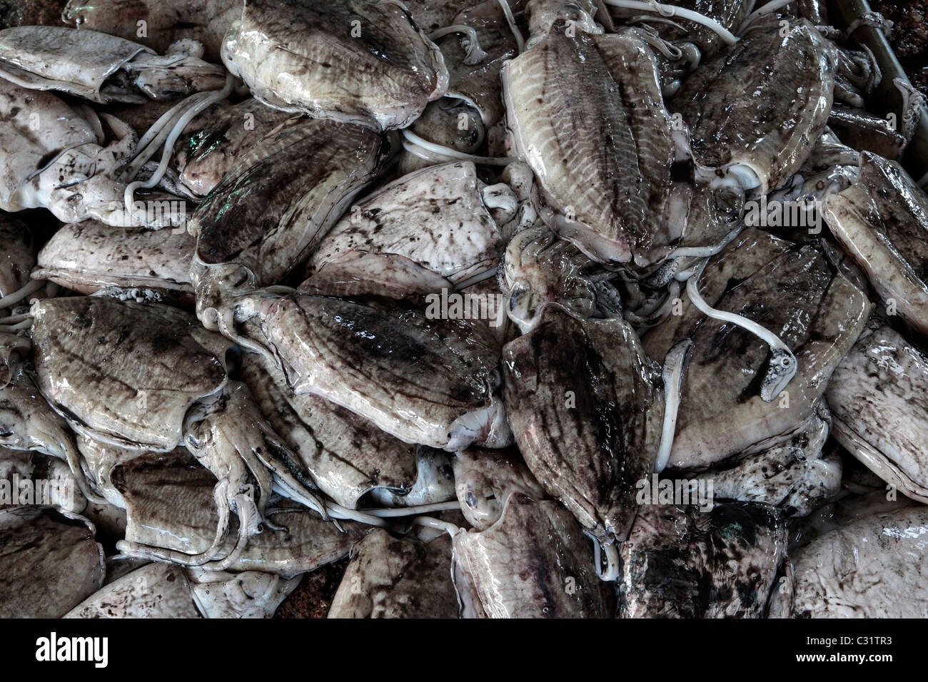 CUTTLEFISH FOR SALE AT THE FISH MARKET, FISHING PORT OF RANONG ...