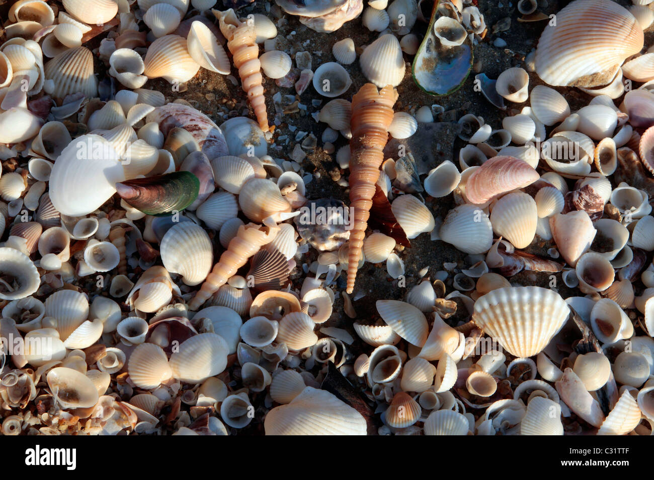SHELLS, THE BEACH OF BANG SAPHAN, THAILAND, ASIA Stock Photo - Alamy