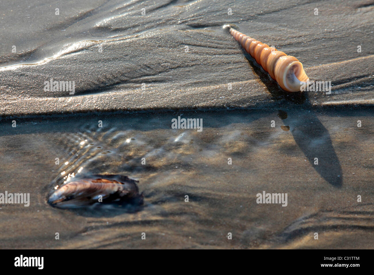 SHELLS, THE BEACH OF BANG SAPHAN, THAILAND, ASIA Stock Photo - Alamy