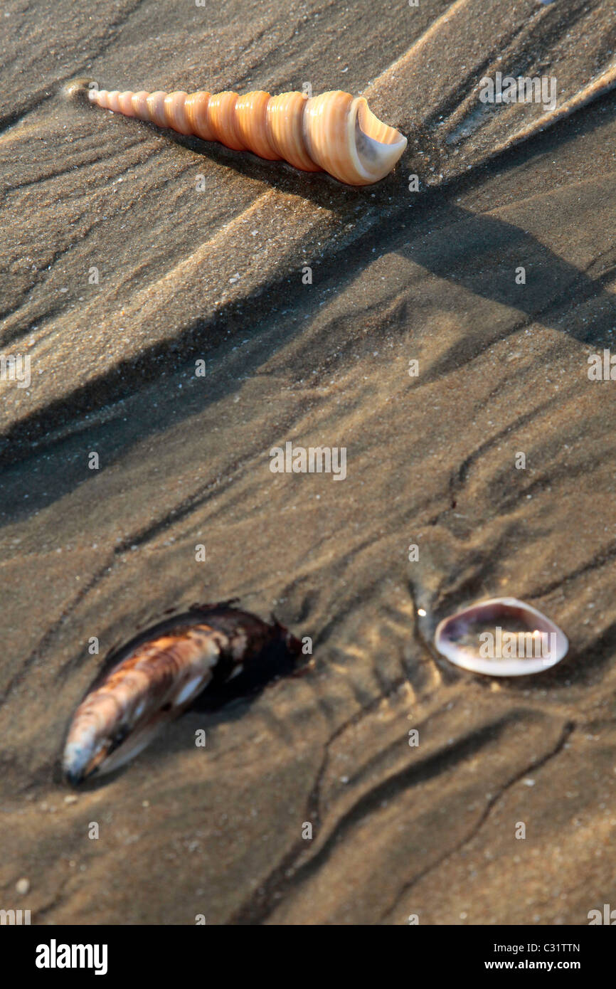 SHELLS, THE BEACH OF BANG SAPHAN, THAILAND, ASIA Stock Photo - Alamy