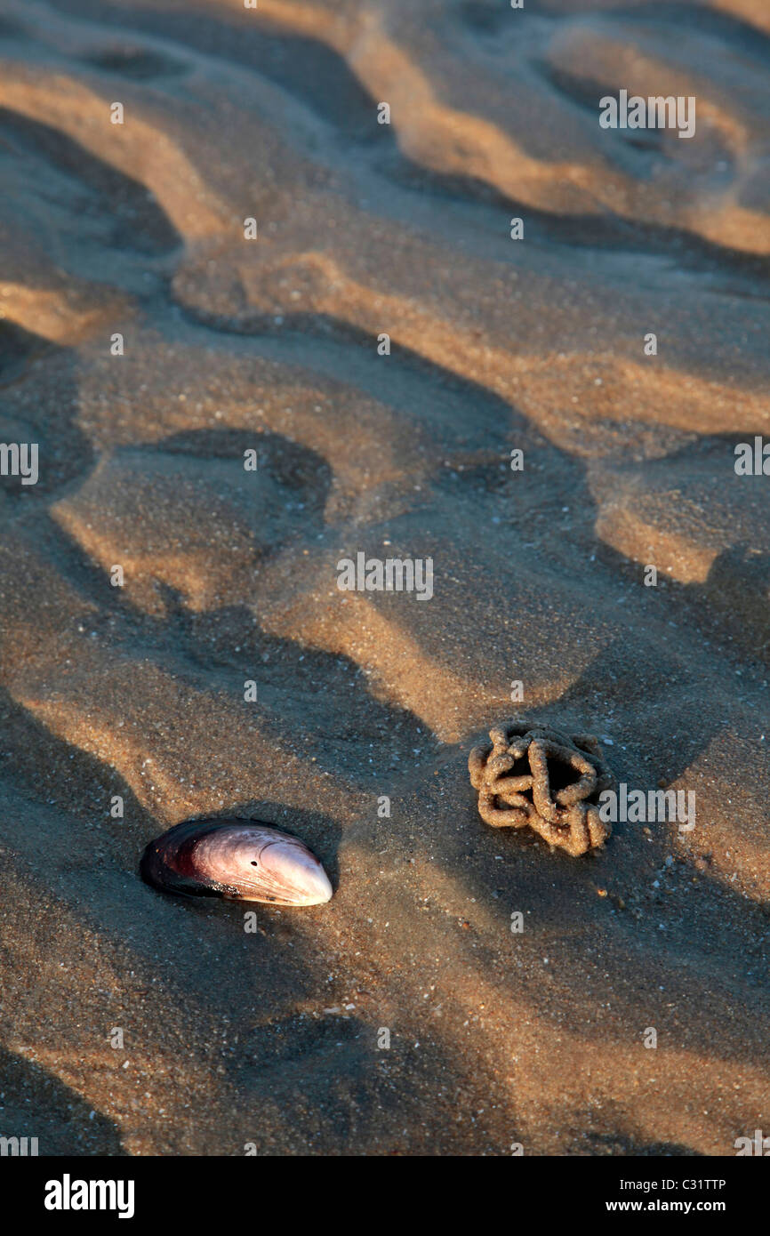 SHELL, THE BEACH OF BANG SAPHAN, THAILAND, ASIA Stock Photo - Alamy
