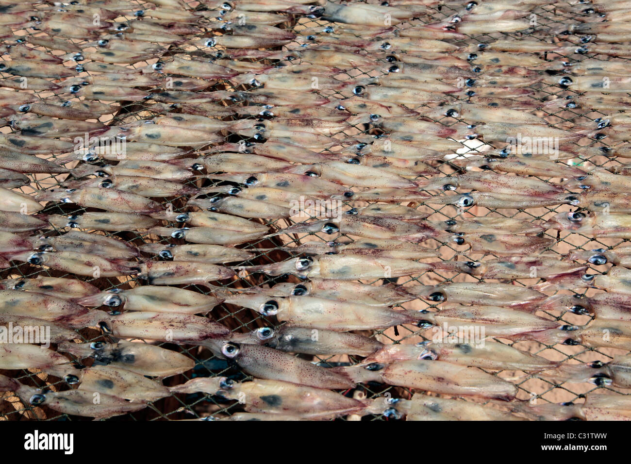 DRYING FISH ON TRELLISES, FISHING VILLAGE NEAR BANG SAPHAN, THAILAND ...