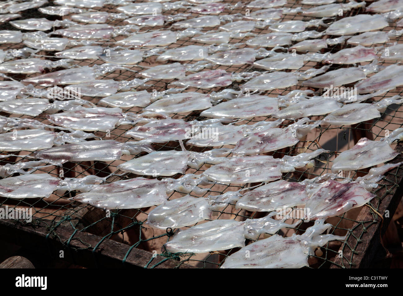DRYING SQUID ON TRELLISES, FISHING VILLAGE NEAR BANG SAPHAN, THAILAND ...