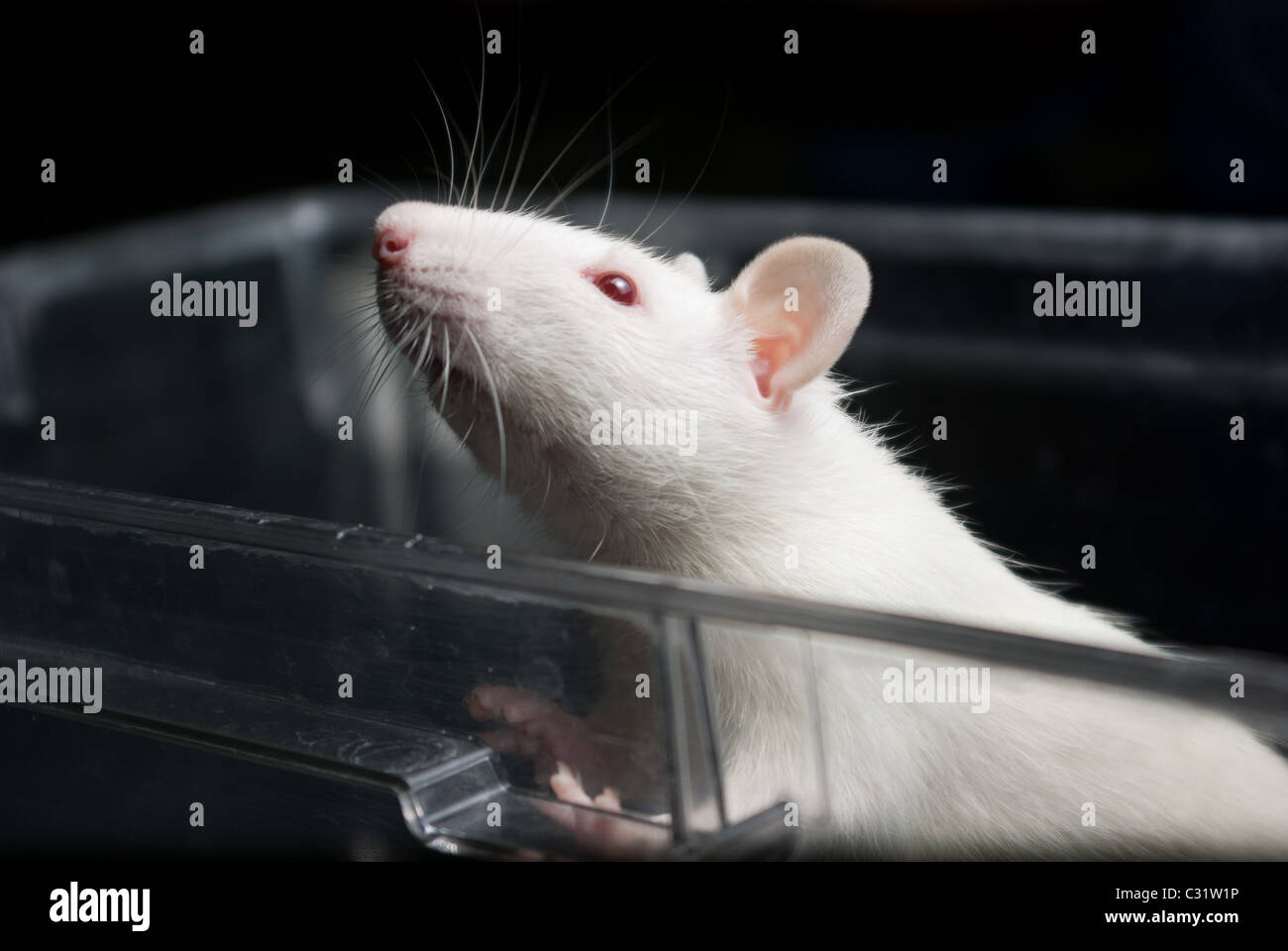 white (albino) laboratory rat in acrylic cage peeking and climbing out ...
