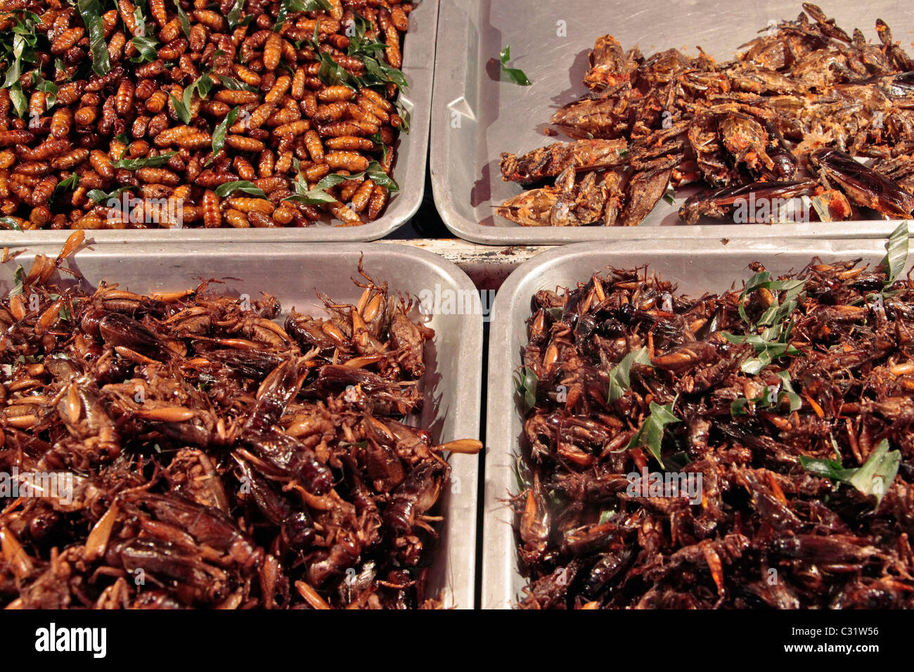 GRILLED INSECTS, (SILKWORMS, GRASSHOPPERS, CICADAS, CRICKETS), EVENING ...