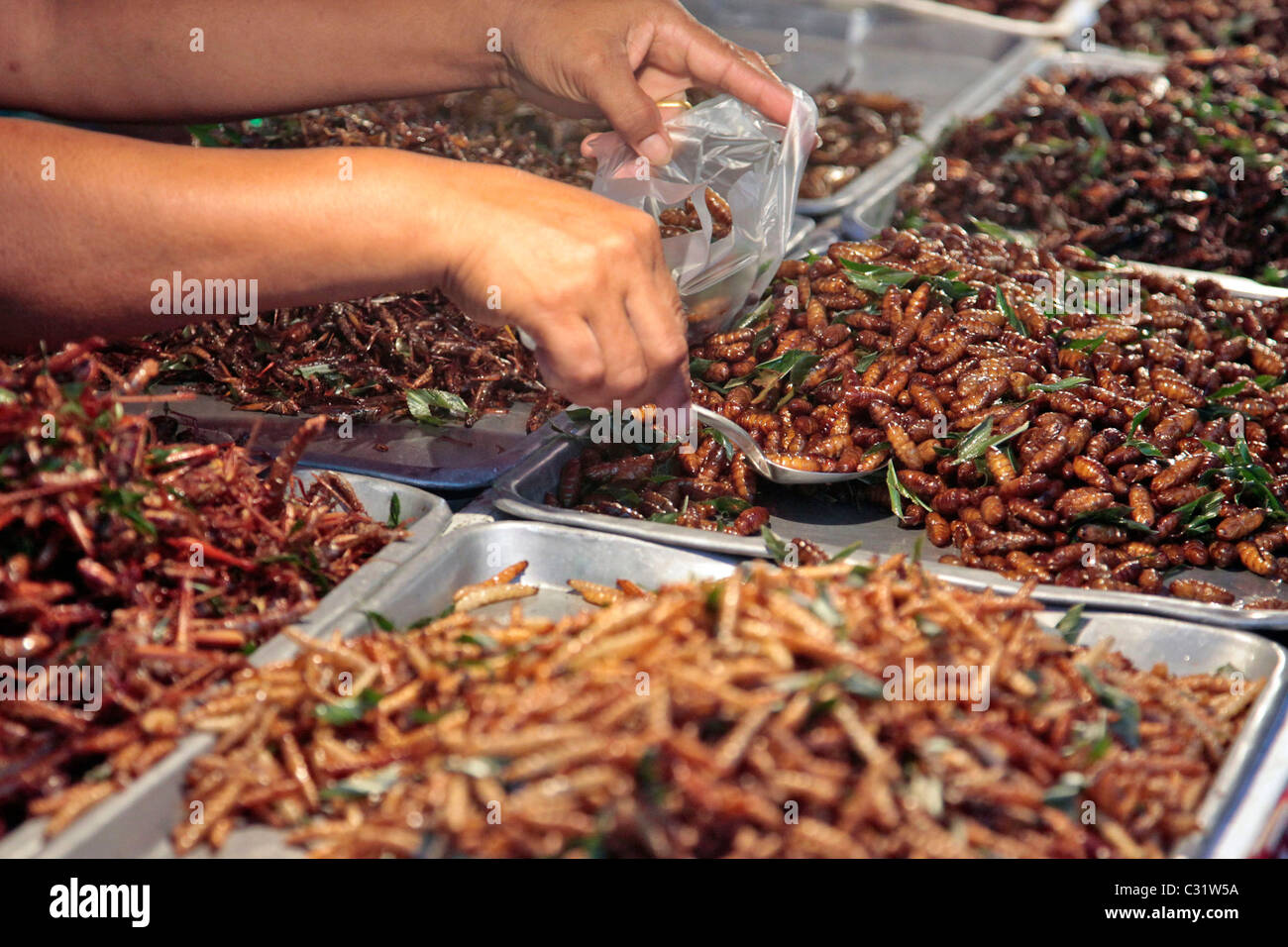 STALL SELLING GRILLED INSECTS, (SILKWORMS, GRASSHOPPERS, CICADAS ...