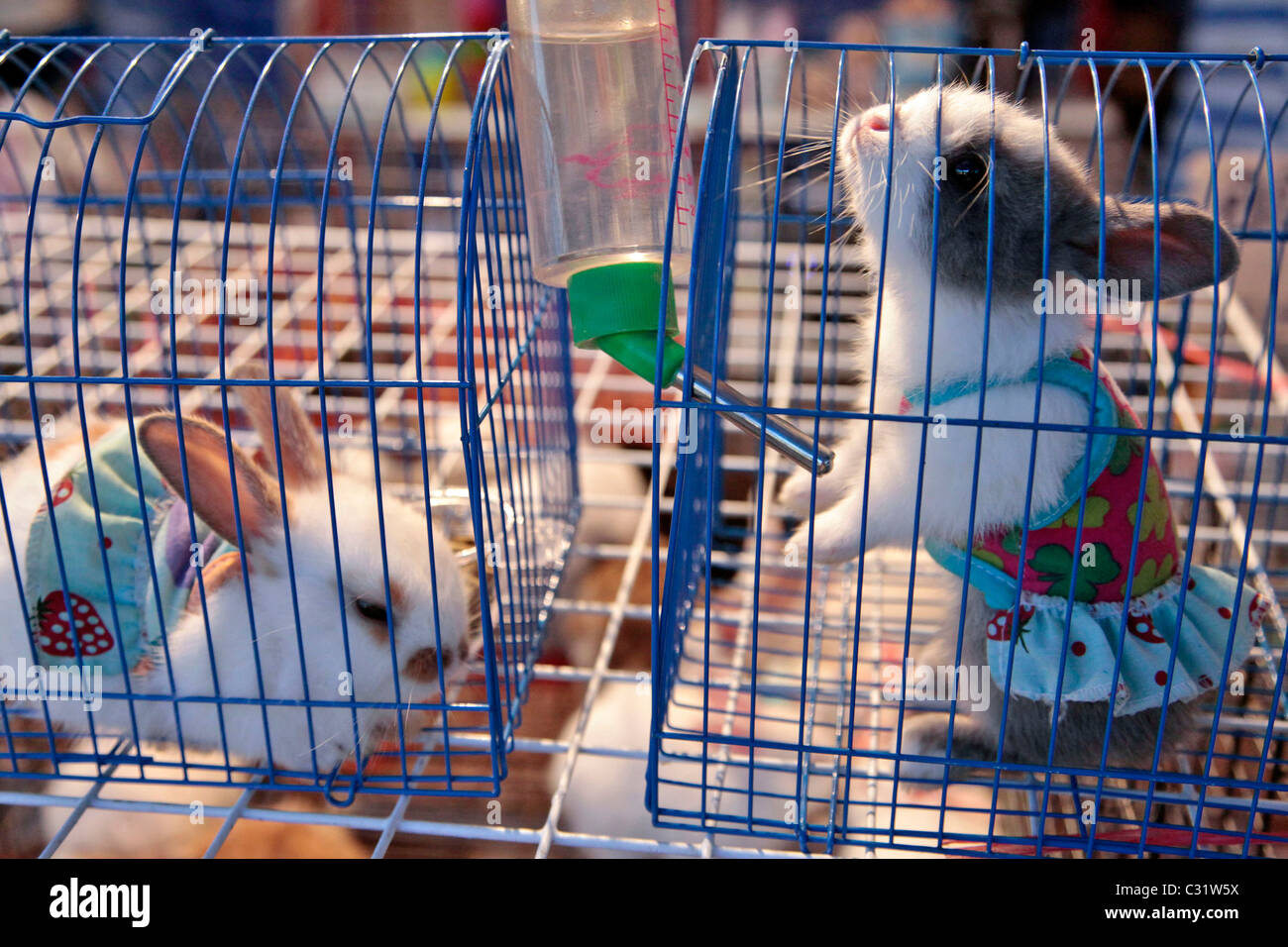 THE SALE OF DWARF RABBITS IN COSTUMES, EVENING MARKET, BANG SAPHAN ...