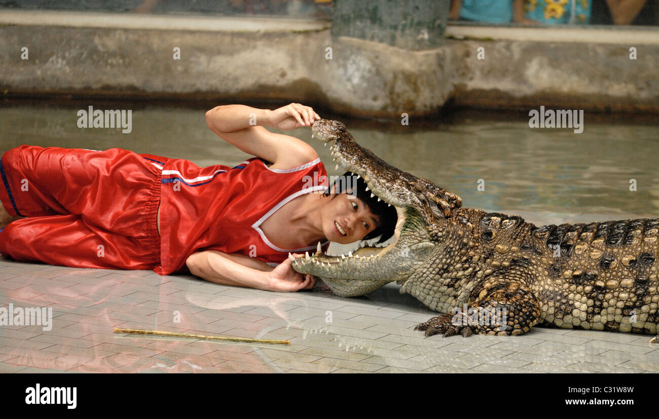 Alligator show hi-res stock photography and images - Alamy