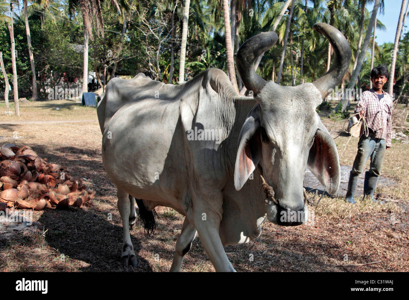 THAI OX, BANG SAPHAN, THAILAND, ASIA Stock Photo - Alamy