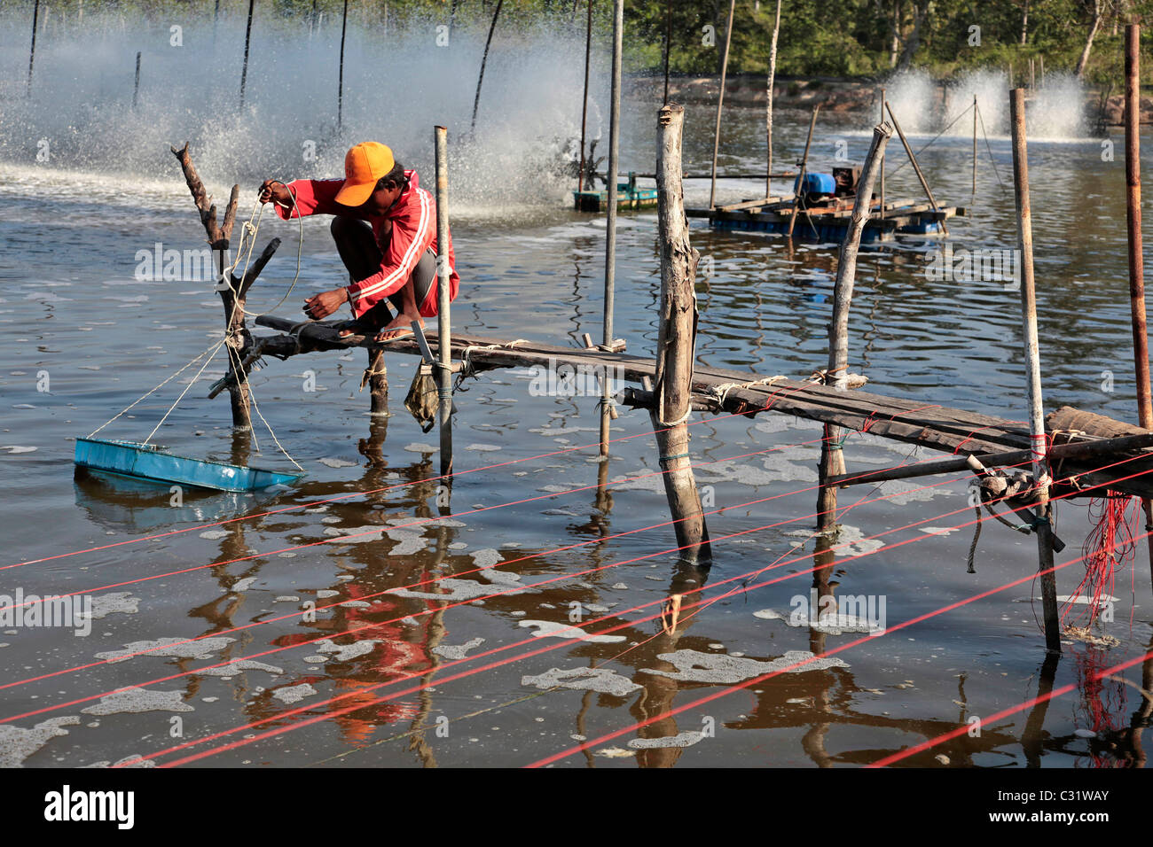SEA SHRIMP FARM, AQUACULTURE, PART OF THE LOCAL ECONOMY IN THE REGION ...