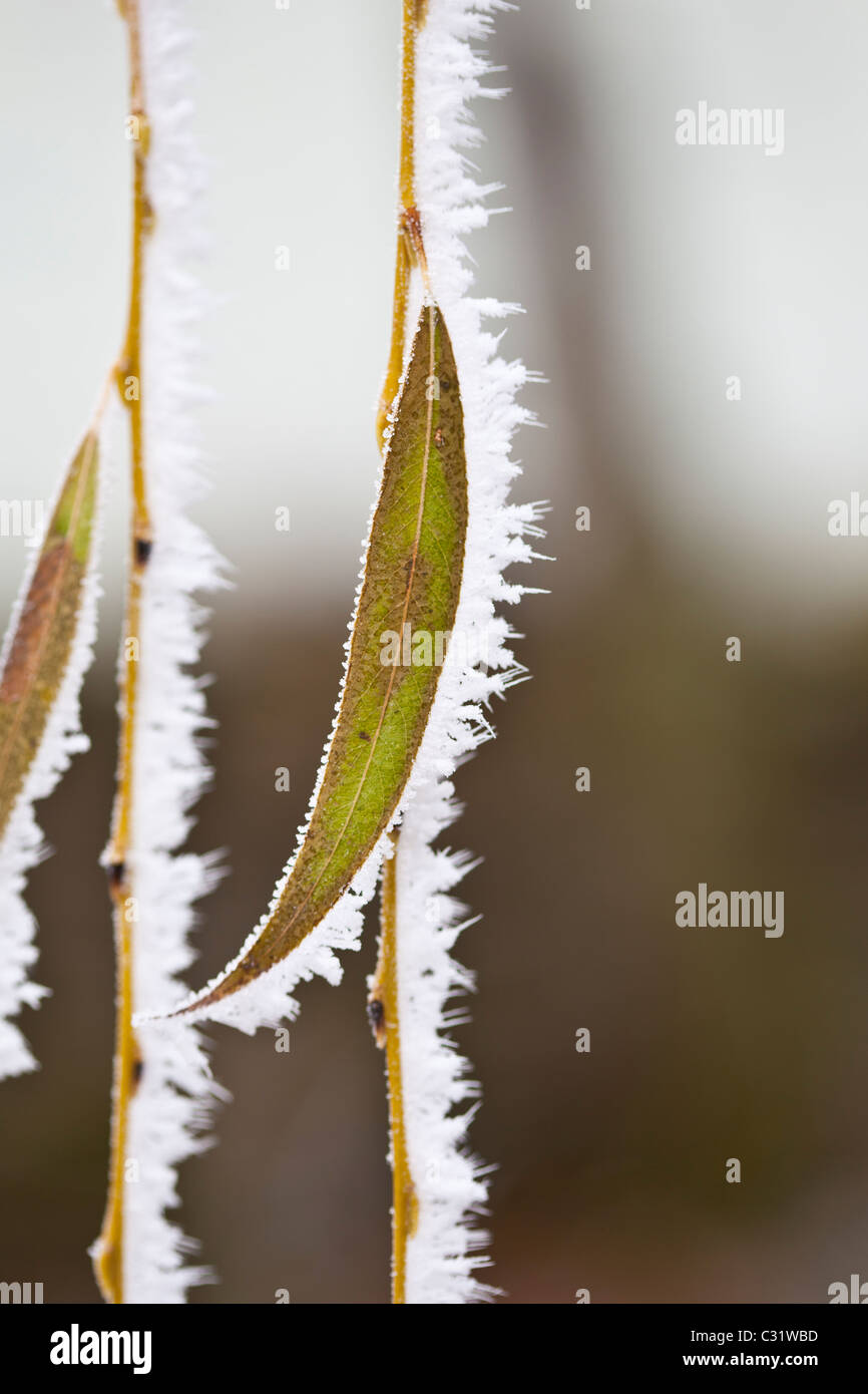 Weeping willow tree branch hi-res stock photography and images - Alamy