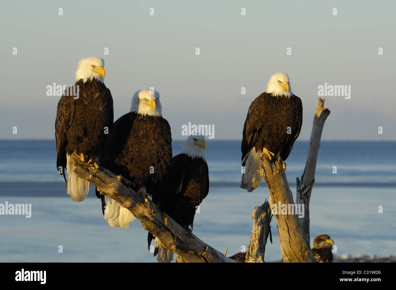 Bald Eagles sitting on dead tree trunk, near to landing and flying ...