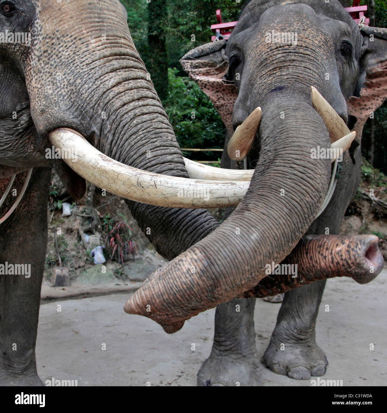 ELEPHANTS PLAYING WITH THEIR TRUNKS, RANONG HOT SPRINGS, THAILAND, ASIA ...