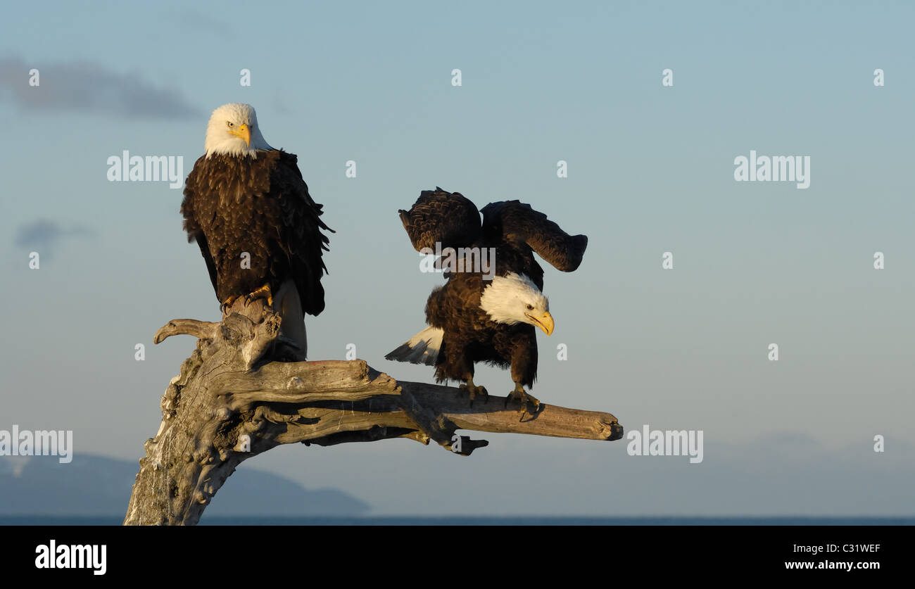 Bald eagle catching salmon talon hi-res stock photography and images ...