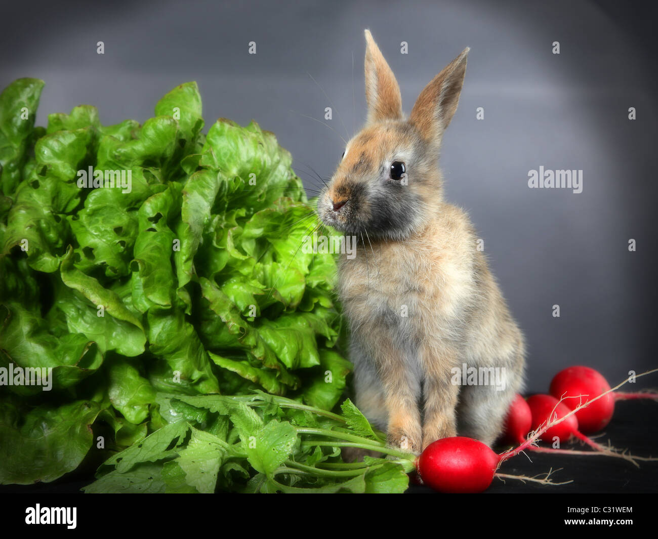 POUPETTE AND ITS LETTUCE, DWARF RABBIT Stock Photo - Alamy