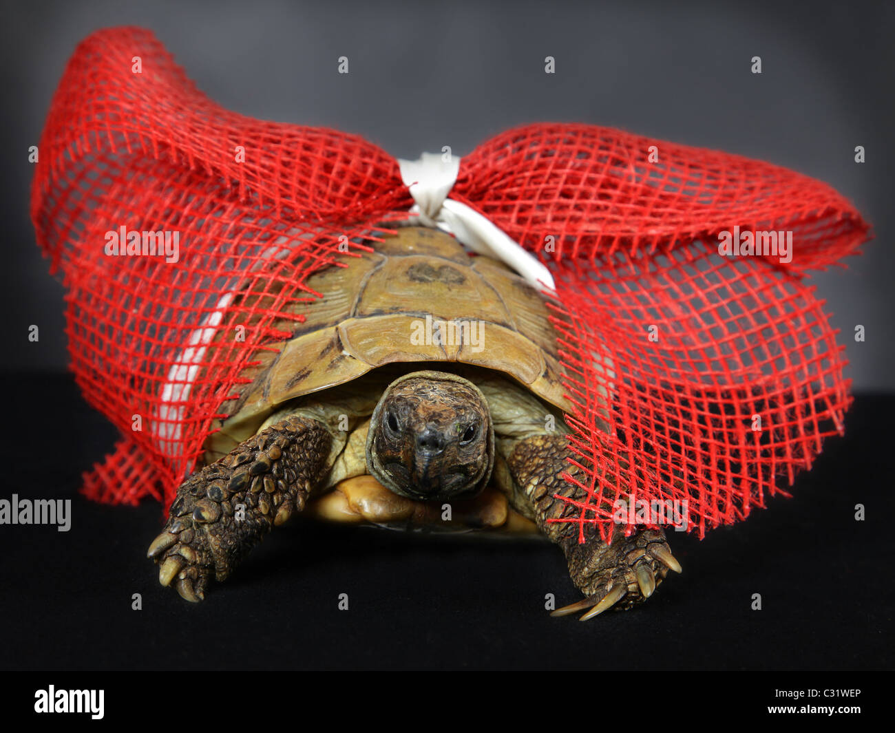 LADY TURTLE AND HER EASTER BOW Stock Photo - Alamy