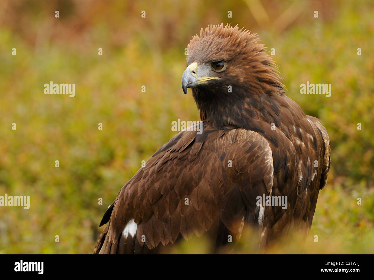 Golden Eagle, in the middle of autumn colored vegetation showing off ...